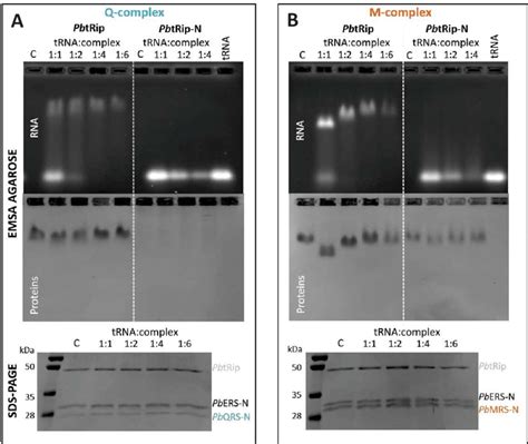 Trna Binding Properties Of Ternary Complexes Different Ratios Of Total