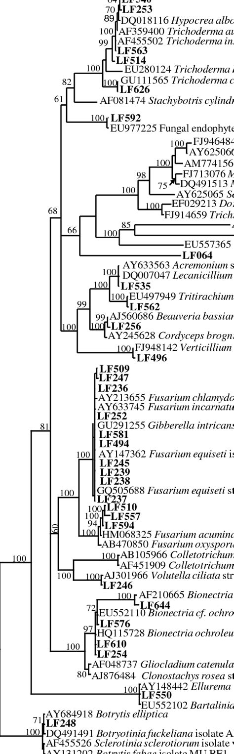Phylogenetic Consensus Tree Based On Its1 58s Its2 Gene Sequences