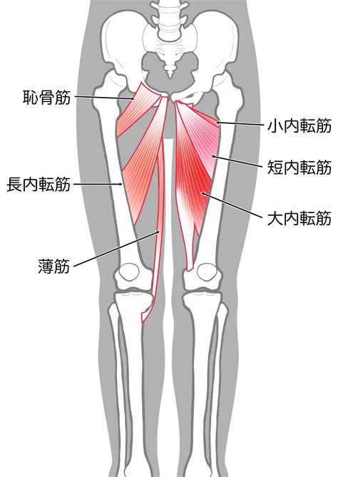 【あぐらをかくと内ももが痛い人】硬い内ももをジワジワやわらかくしてあぐらがラクになるストレッチ ヨガジャーナルオンライン