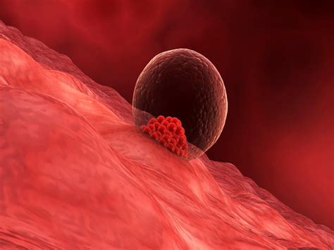 Endometrial Receptivity Array Era Era Test In Delhi