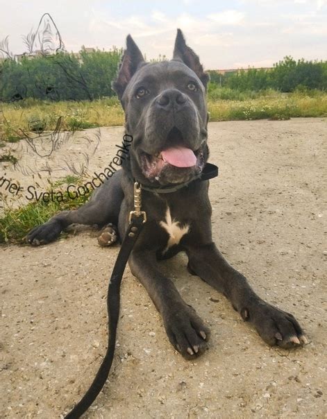 Кане корсо Трой 6 месяцев Работаем над ОКД Дрессировка собак Красный Луч Антрацит ВКонтакте