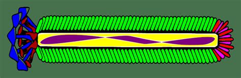 Diferencia Entre Yac Y M13 Phage Vector Prodiffs