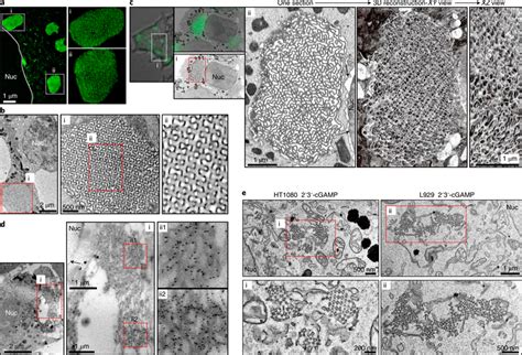 Sting Er Associated Condensates Have Puzzle Like Structures A