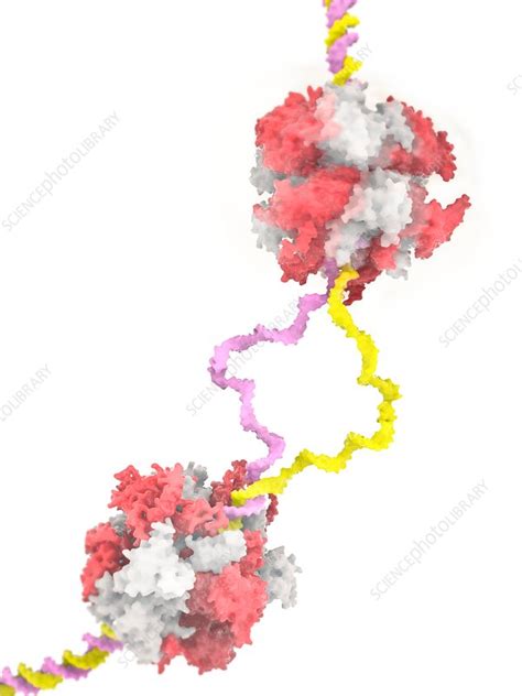 Helicase Enzyme Stage Of Dna Replication Stock Image C0384146