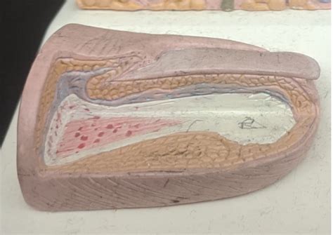 Adas Nail Longitudinal Section Diagram Quizlet