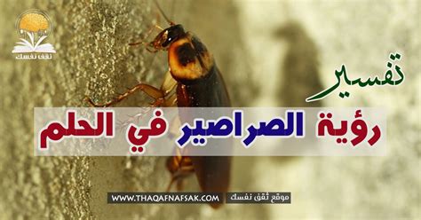 تفسير الصراصير في المنام ٢٠ تفسير مختلف