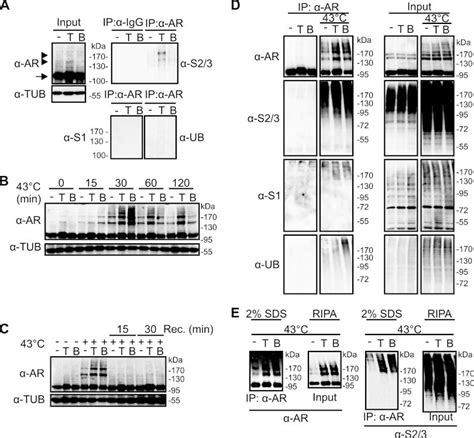 Sumo1 Antibody 33 2400