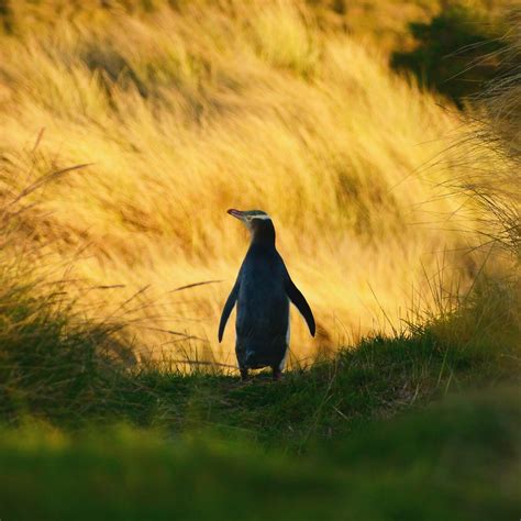 The Opera Otago Peninsula Eco Restoration Alliance 2025 All You