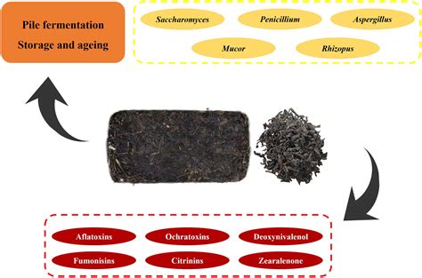 Frontiers Reviews Of Fungi And Mycotoxins In Chinese Dark Tea