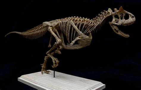 Carnotaurus Skeleton Model Lana Time Shop