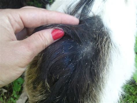Mites On Goats Symptoms Treatments Prevention Artofit