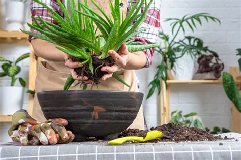 The Hands Of Woman In An Apron Potting Transplanting And Reproduction
