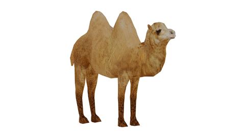 Bactrian Camels