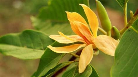 Manfaat Daun Cempaka Dari Kesehatan Hingga Kecantikan Breakerslab Org