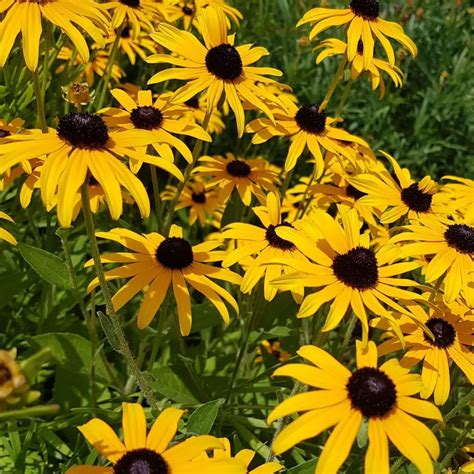 Rudbeckia Il Giardino Commestible