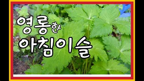 영롱한 이슬방울로 인하여 엔돌핀이 넘쳐요~자연의 신비로움이 우기보기 Youtube
