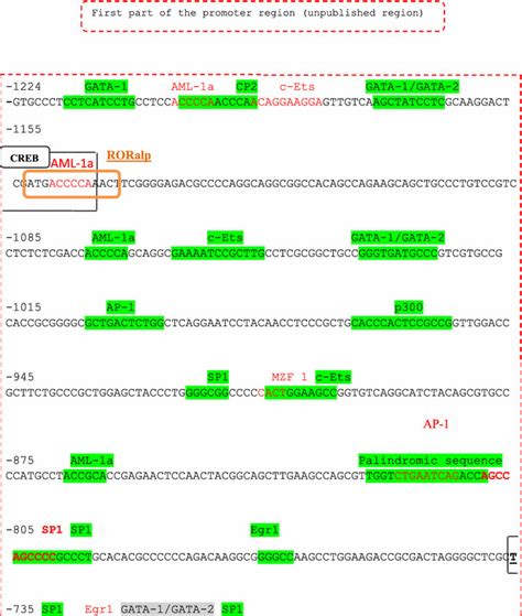 In Silico Transcription Factor Binding Sites Tfbs Analysis Of The