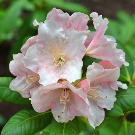 Alppiruusu 'Terta' - MUSTILA PUUTARHA