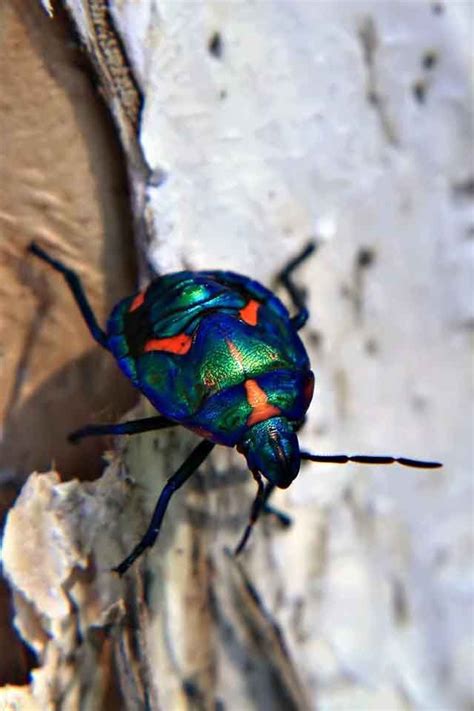 Insecto Insectos