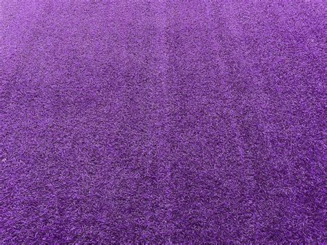 Lawn Purple Grass Texture Background Grass Garden Concept Used For Making Purple Background
