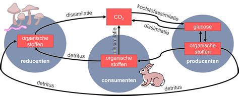 Wat Is De Koolstofkringloop Belangrijke Biologie