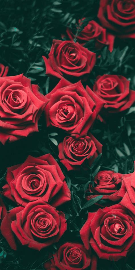 Red Rose Aesthetic Wallpapers Wallpaper Cave
