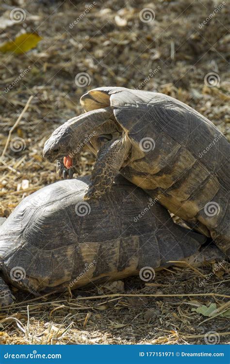 Turtle Tortoise Reproduction Stock Image Image Of Reproduction