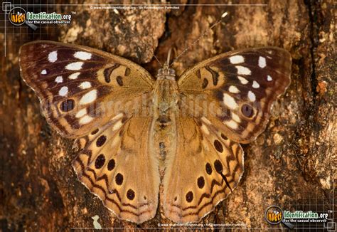 Hackberry Emperor