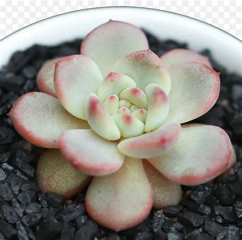 小清新多肉植物PNG图片素材下载 图片编号ybmnawxq 免抠素材网