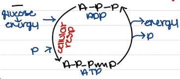 Cellular Respiration Flashcards Quizlet