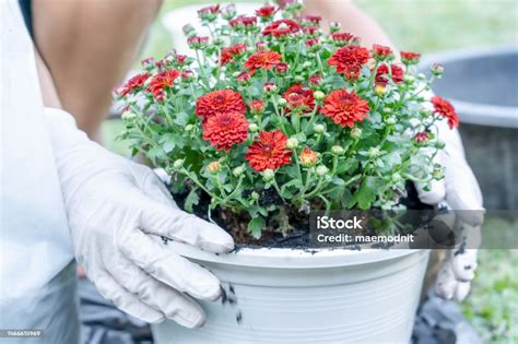 흰 장갑과 원예 도구로 땅에 하얀 화분에 국화 꽃을 심는 손의 클로즈업 화창한 아침에 정원에 꽃을 심는 정원사 여자 원예 및