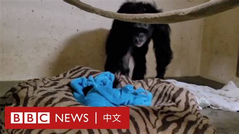 Bbc News On Twitter Https T Co H Syatqln