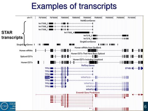 Ppt Spliced Transcripts Alignment And Reconstruction Powerpoint