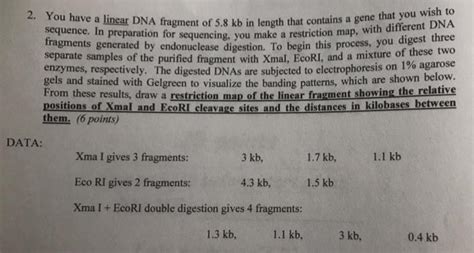Solved 2 You Have A Linear DNA Fragment Of 5 8 Kb In Length Chegg Com