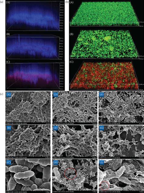 A A S Mutans Biofilm B S Mutans Biofilm Treated With Ce6 C
