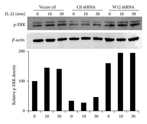 Fbxw12 Depletion Enhances Cell Proliferation And Constitutively