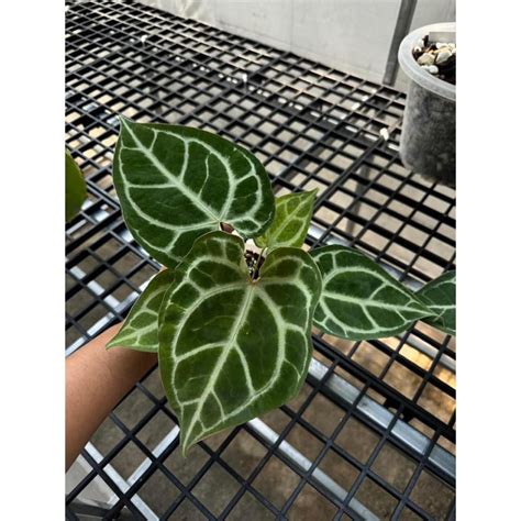 Anthurium Skg Silver Usa X Red Magnificum ต้นในรูป Shopee Thailand