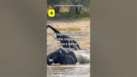 Top 10 Elephant Mating Rituals Youtube