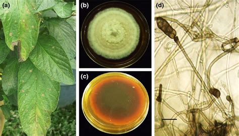 Stemphylium Herbarum