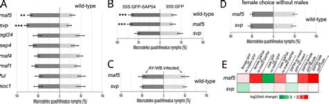 Figures And Data In The Phytoplasma SAP54 Effector Acts As A Molecular Matchmaker For Leafhopper