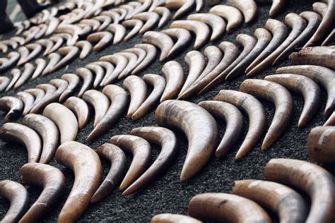 Activists Target Yahoo Over Links To Ivory Trade WIRED