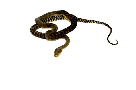 Barneck Scrub Python For Sale American Reptile Distributors