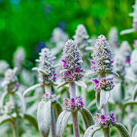 Stachys Byzantina Lambs Ear The Small Batch Nursery