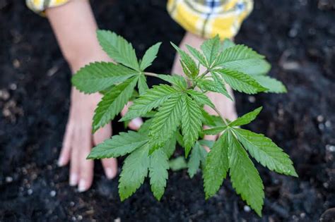 Stj Garante Permissão Para Cultivo De Cannabis Para Fins Medicinais O