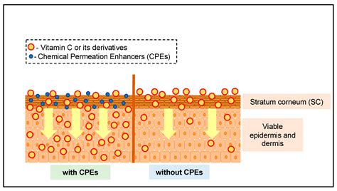 Chemical Permeation Enhancers For Topically Applied Vitamin C And Its