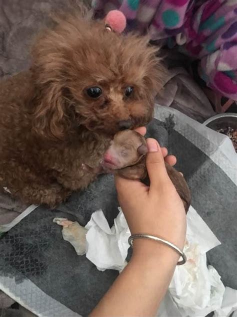 直播：泰迪生寶寶，生命的誕生真的很神奇 每日頭條