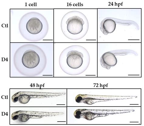 Zebrafish Embryo Size