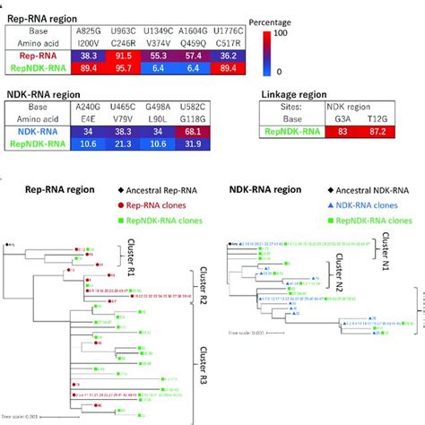 Accumulated Mutations In The Linked And Unlinked Rnas A Mutations Download Scientific