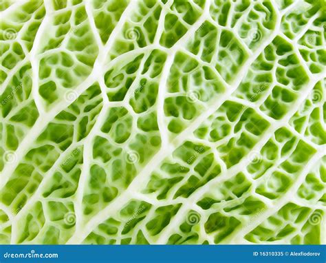 текстура капусты зеленая стоковое изображение изображение насчитывающей бело 16310335