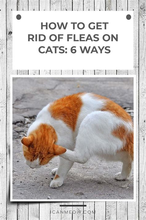 How to Get Rid of Fleas on Cats: 6 Ways | Fleas, Flea repellent, Cats